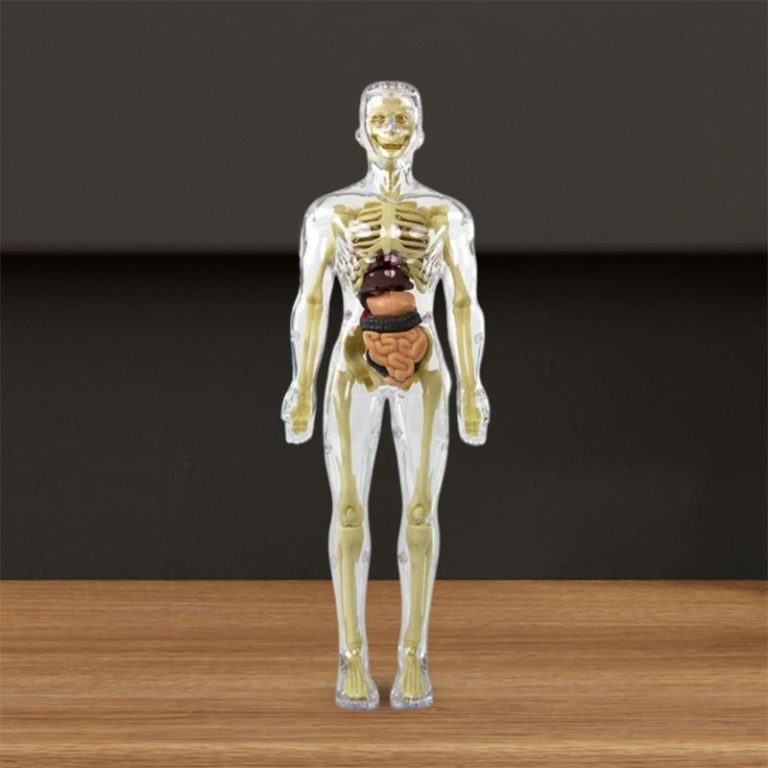 Human Body Anatomy Model Skeleton – ToHitTheRoad